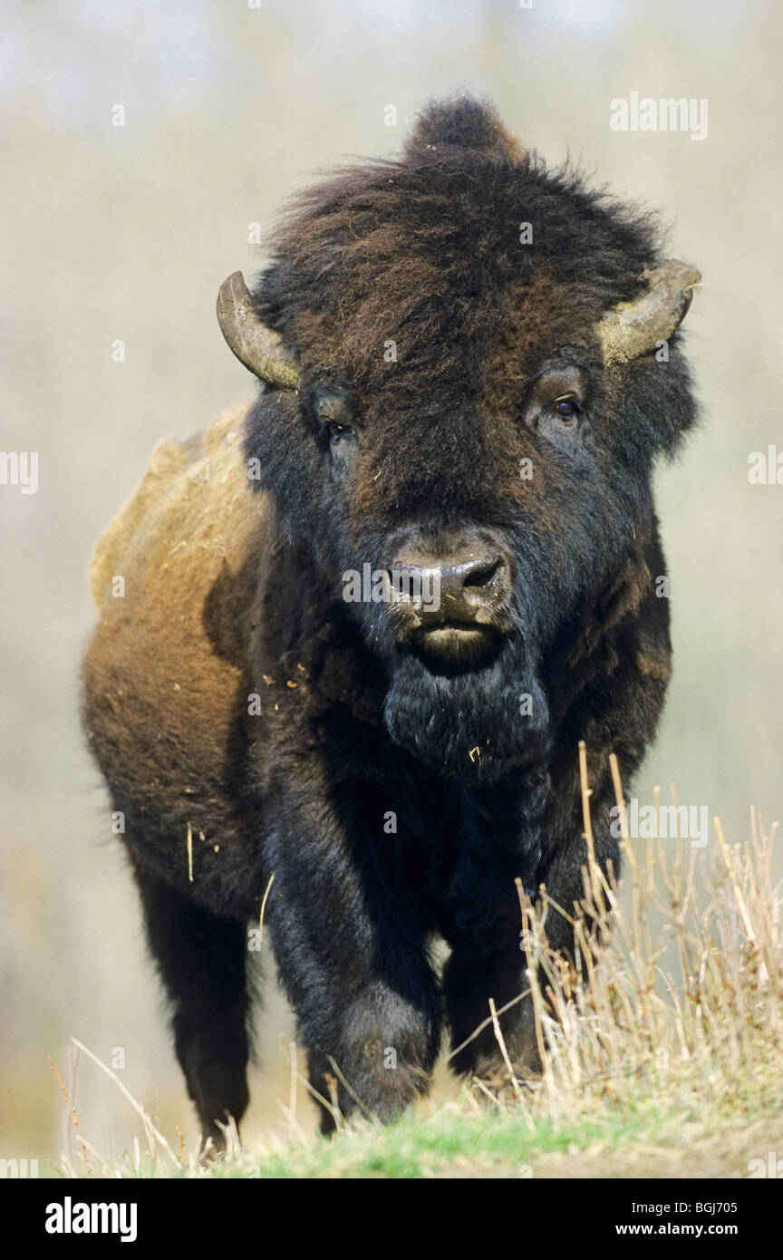 Wood buffalo bison alberta hi-res stock photography and images - Alamy