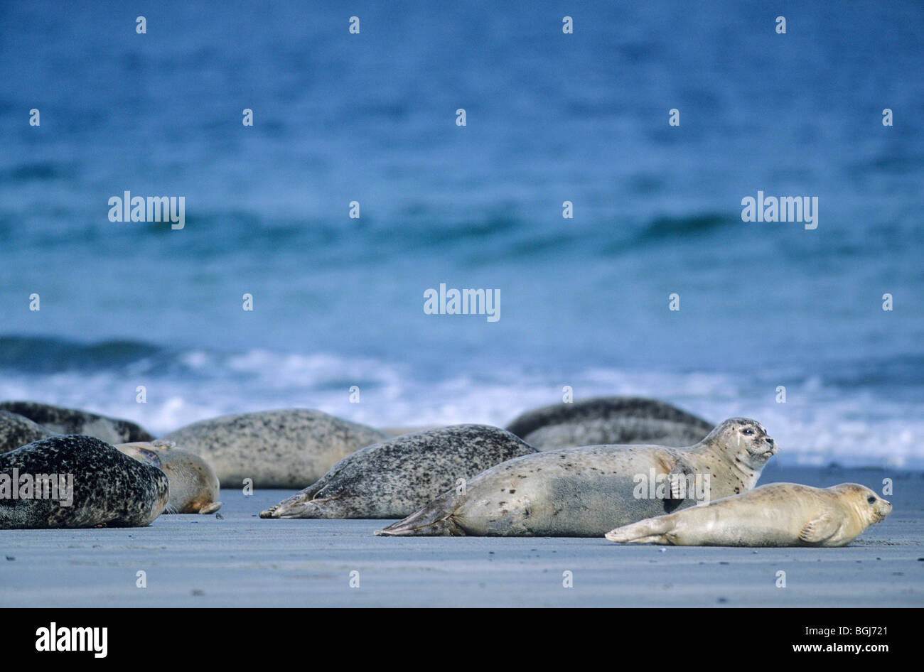 Many harbor seals hauled out on sandy beach in Northern California ...
