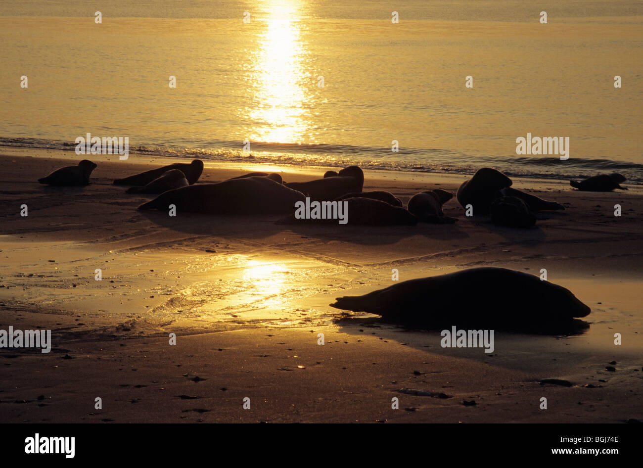 Various seals hi-res stock photography and images - Alamy
