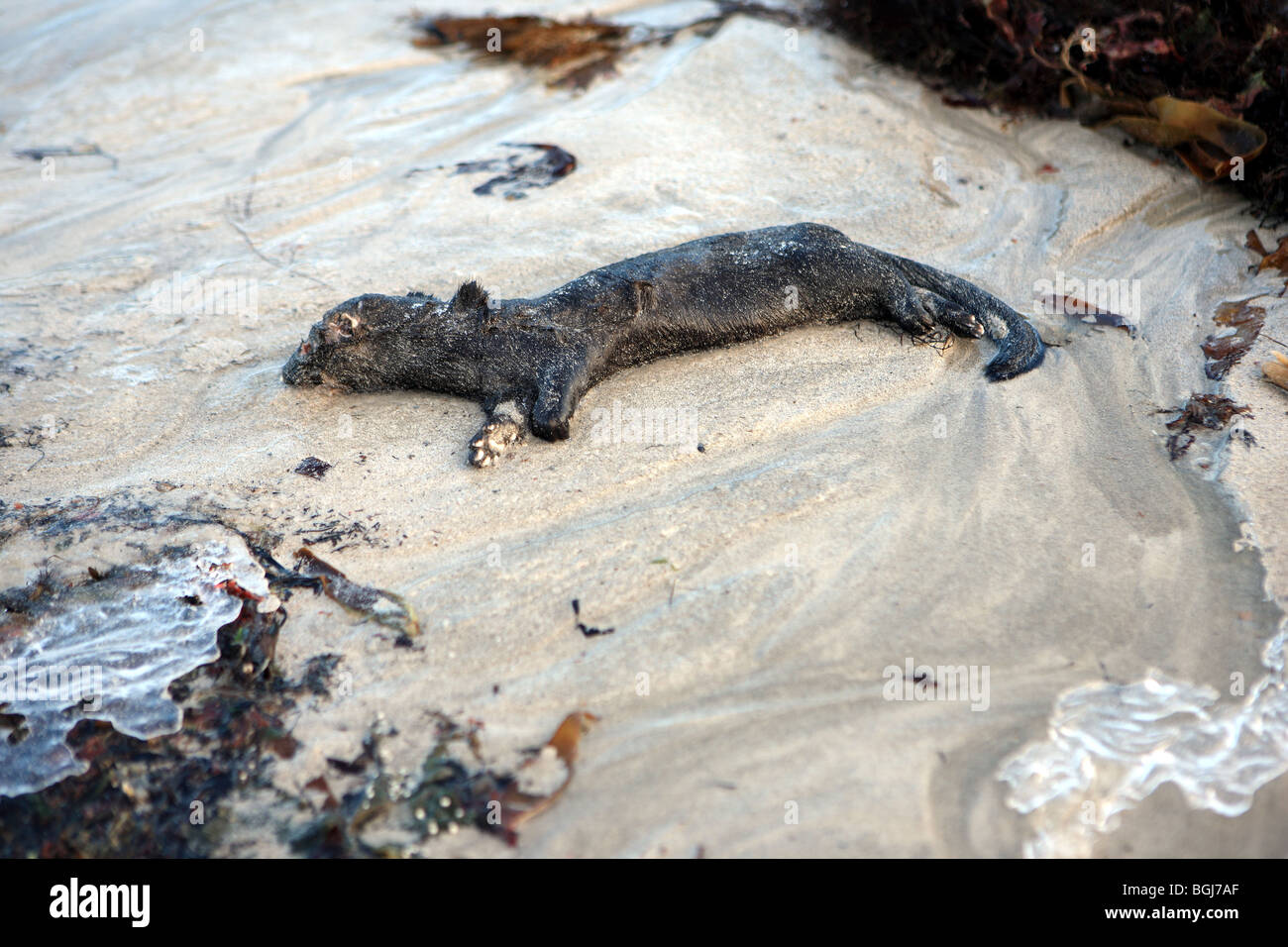 Dead mink lying on a frozen beech on the Isle of Mull Stock Photo - Alamy
