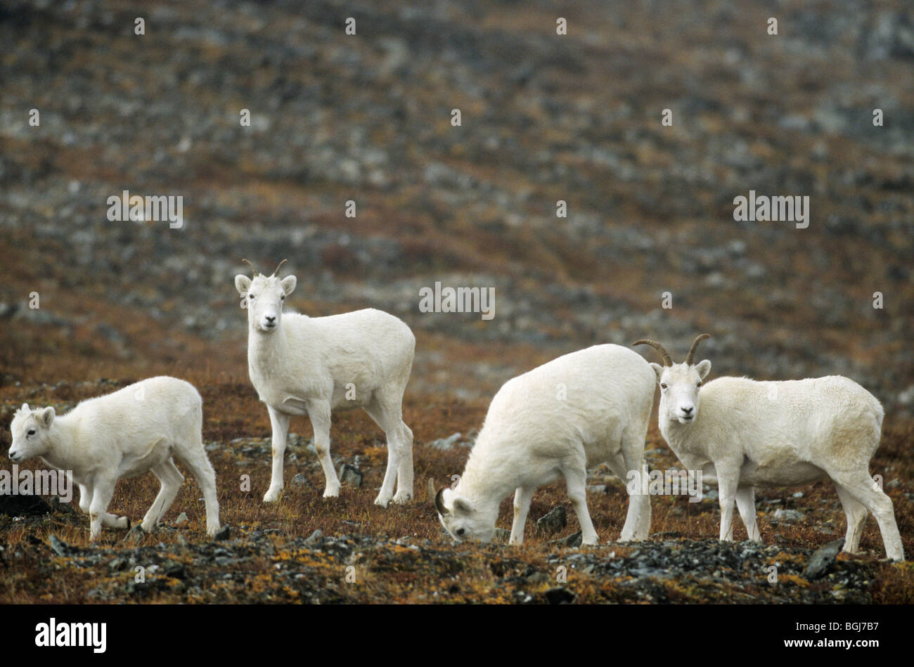 Dall Sheep - female and cubs / Ovis dalli Stock Photo - Alamy