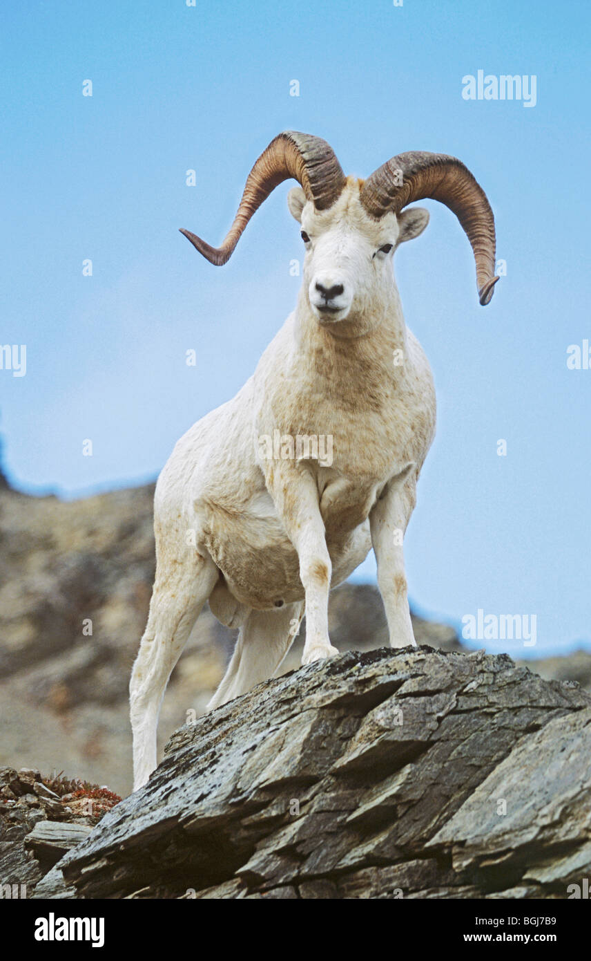 Dall Sheep (male) - standing / Ovis dalli Stock Photo - Alamy