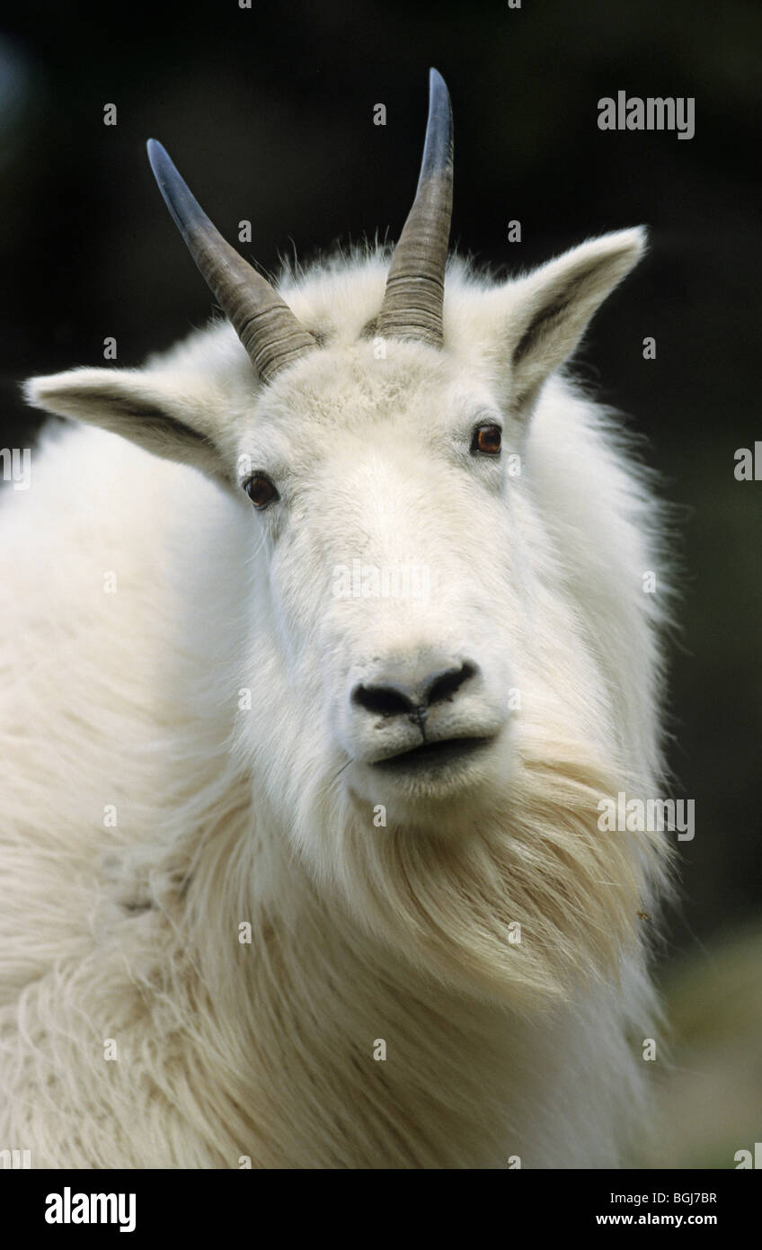 Oreamnos americanus, male hi-res stock photography and images - Alamy