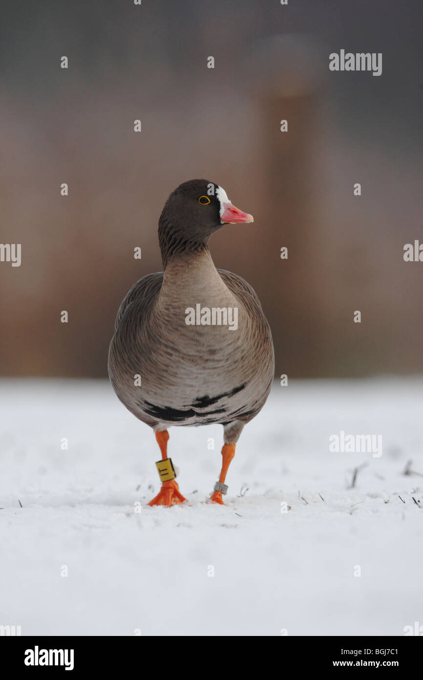 Lesser white-fronted goose, Anser erythropus, a single captive bird ...