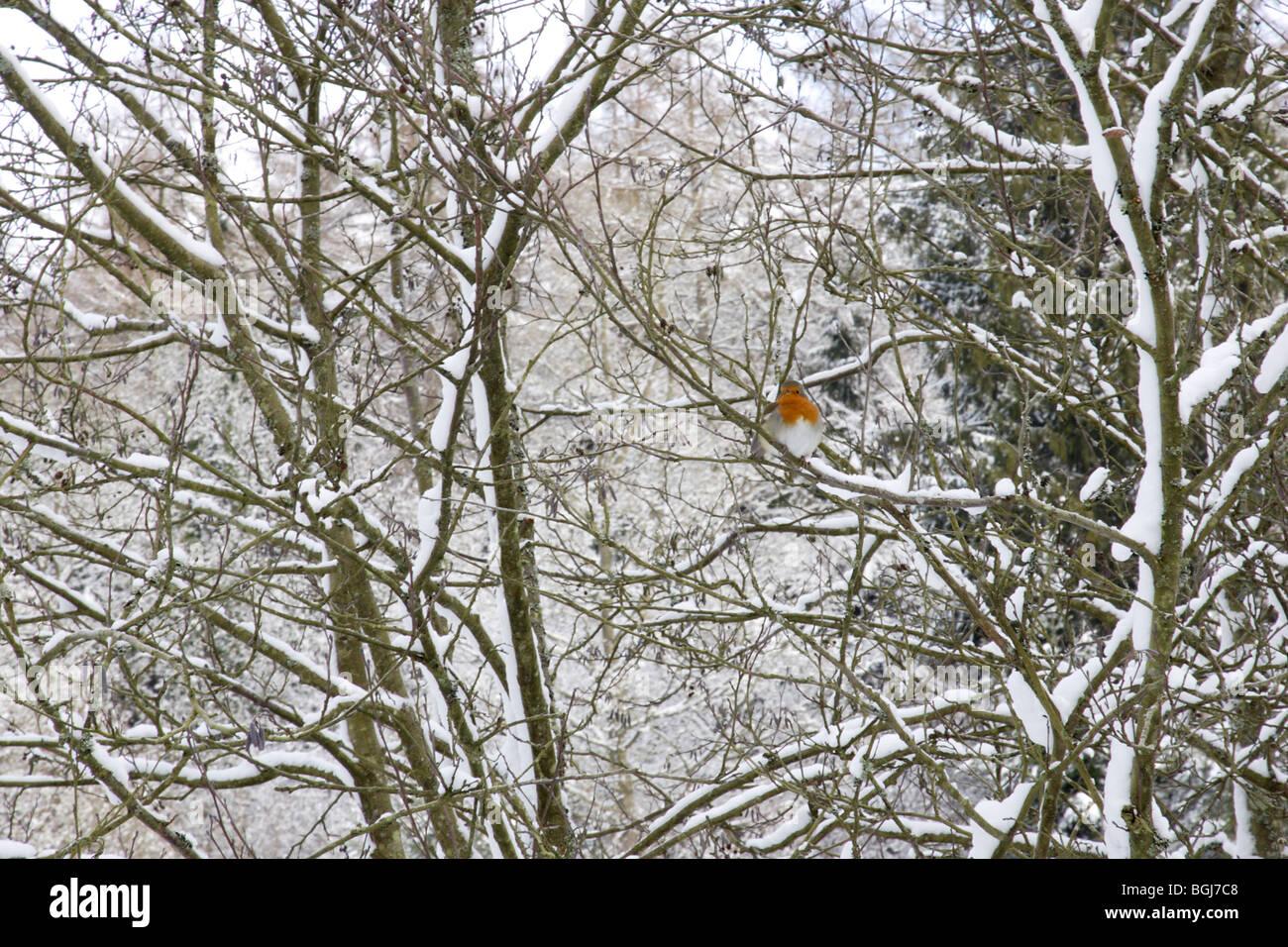 Robin in snow hi-res stock photography and images - Alamy