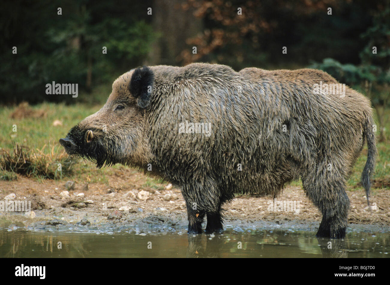 Wild Boar - male / Sus scrofa Stock Photo - Alamy