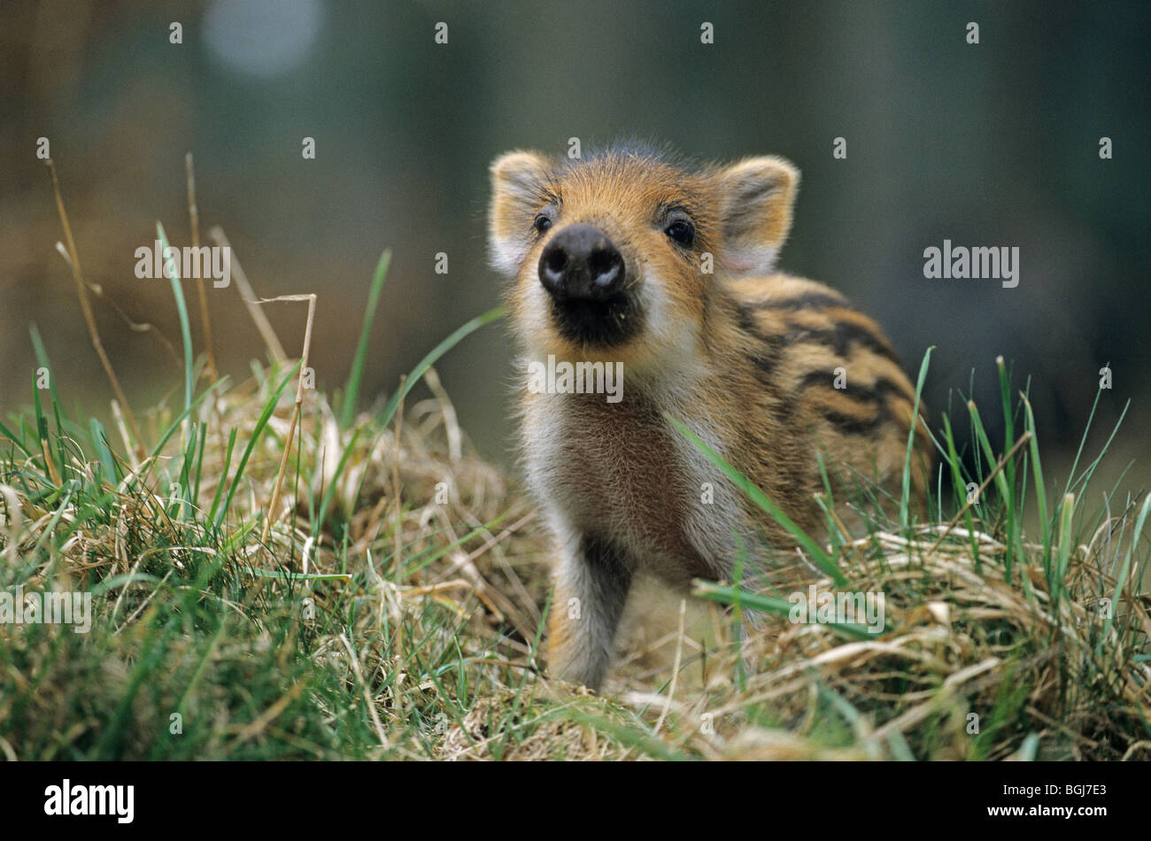 Wild Boar - shote standing on meadow/ Sus scrofa Stock Photo - Alamy