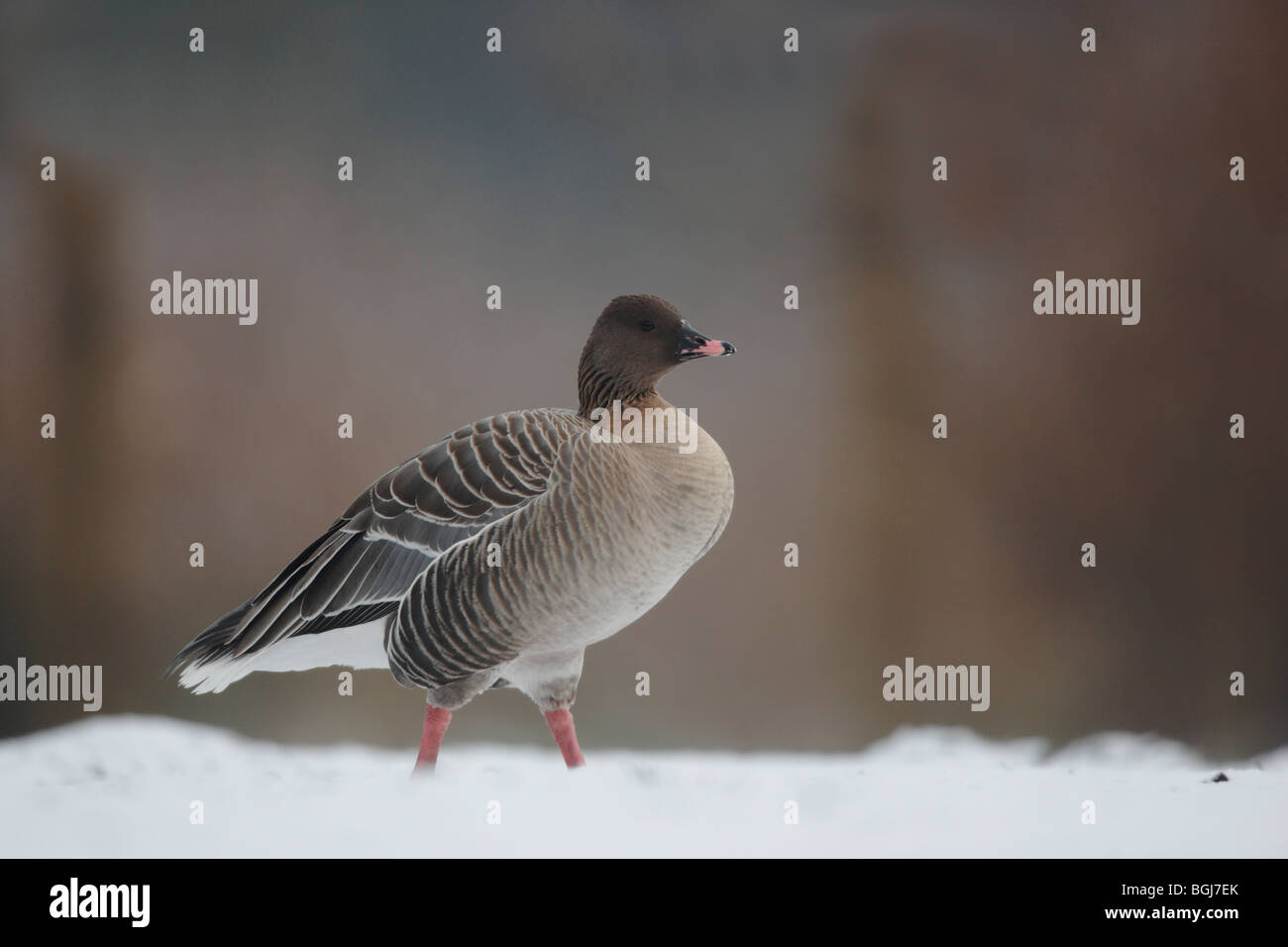 Snowy goose hi-res stock photography and images - Alamy