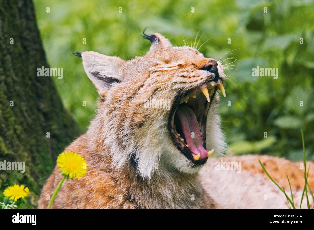 Eurasian lynx lynx lynx yawning hi-res stock photography and images - Alamy