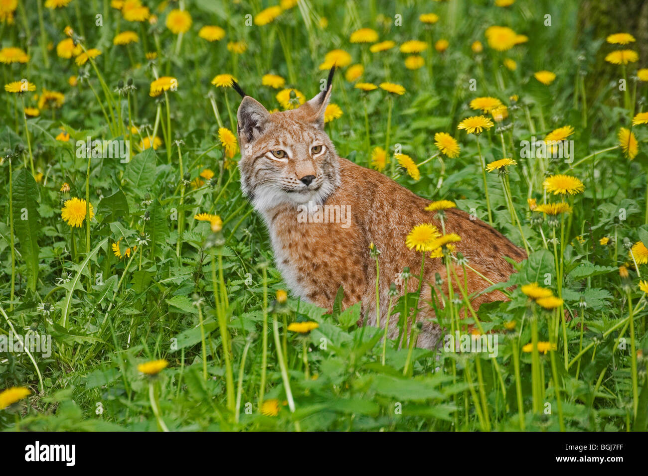 Eurasian lynx - sitting on meadow / Lynx lynx Stock Photo - Alamy