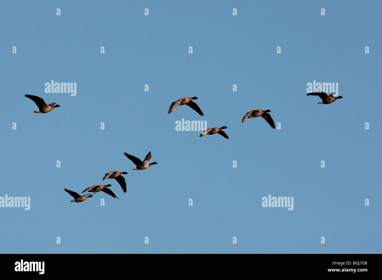Pink-footed goose, Anser brachyrhynchus, flock in flight against blue ...