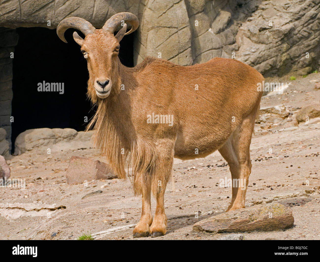 Female barbary sheep ammotragus lervia hi-res stock photography and ...