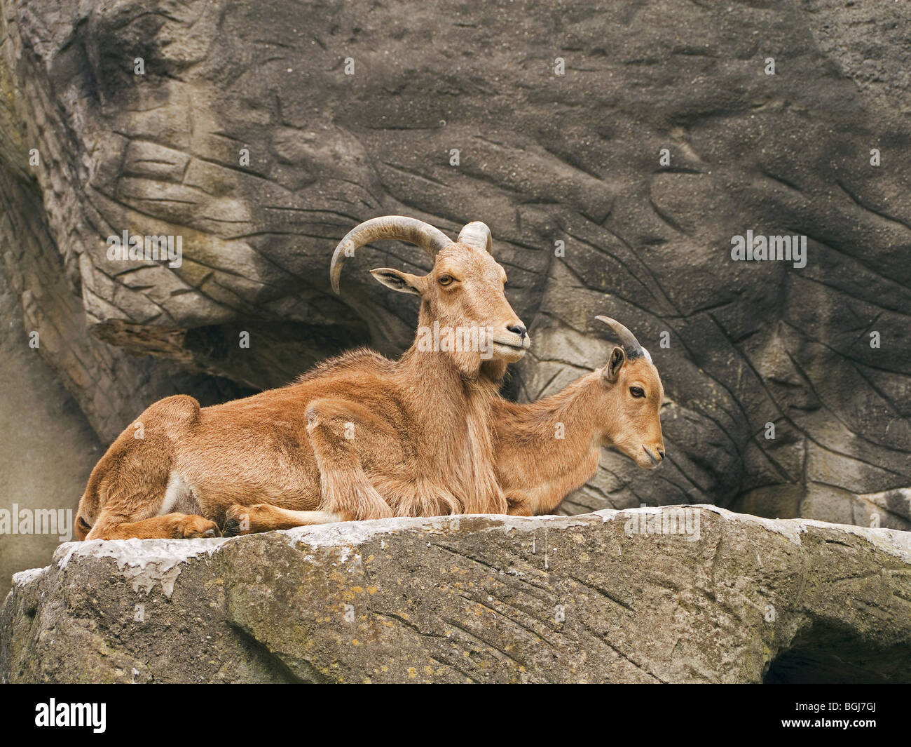 Female barbary sheep hi-res stock photography and images - Alamy