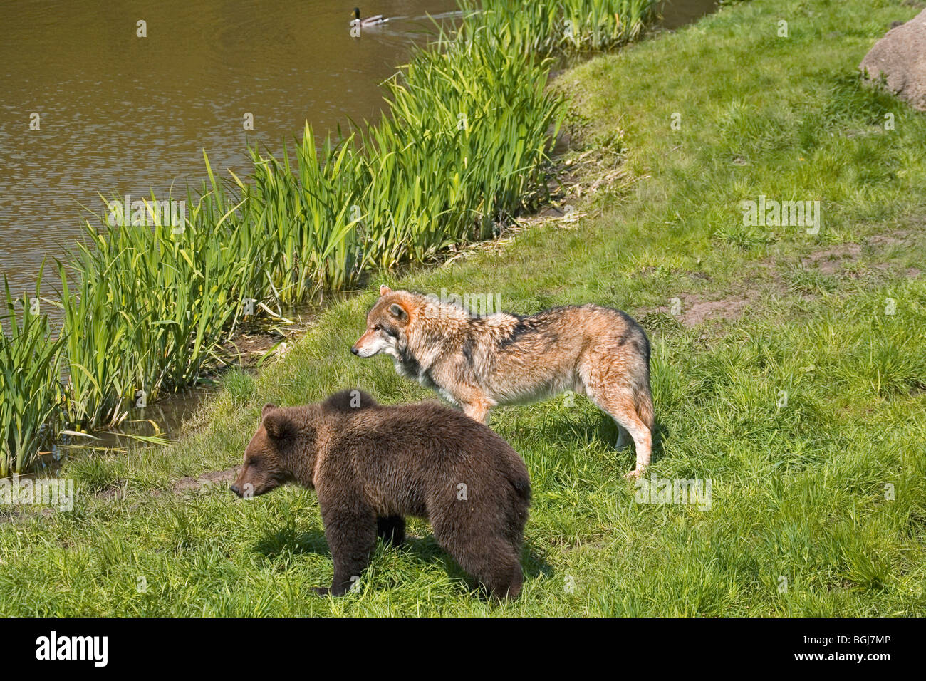 young Eurasian Brown Bear and wolf - standing at the shore Stock Photo ...