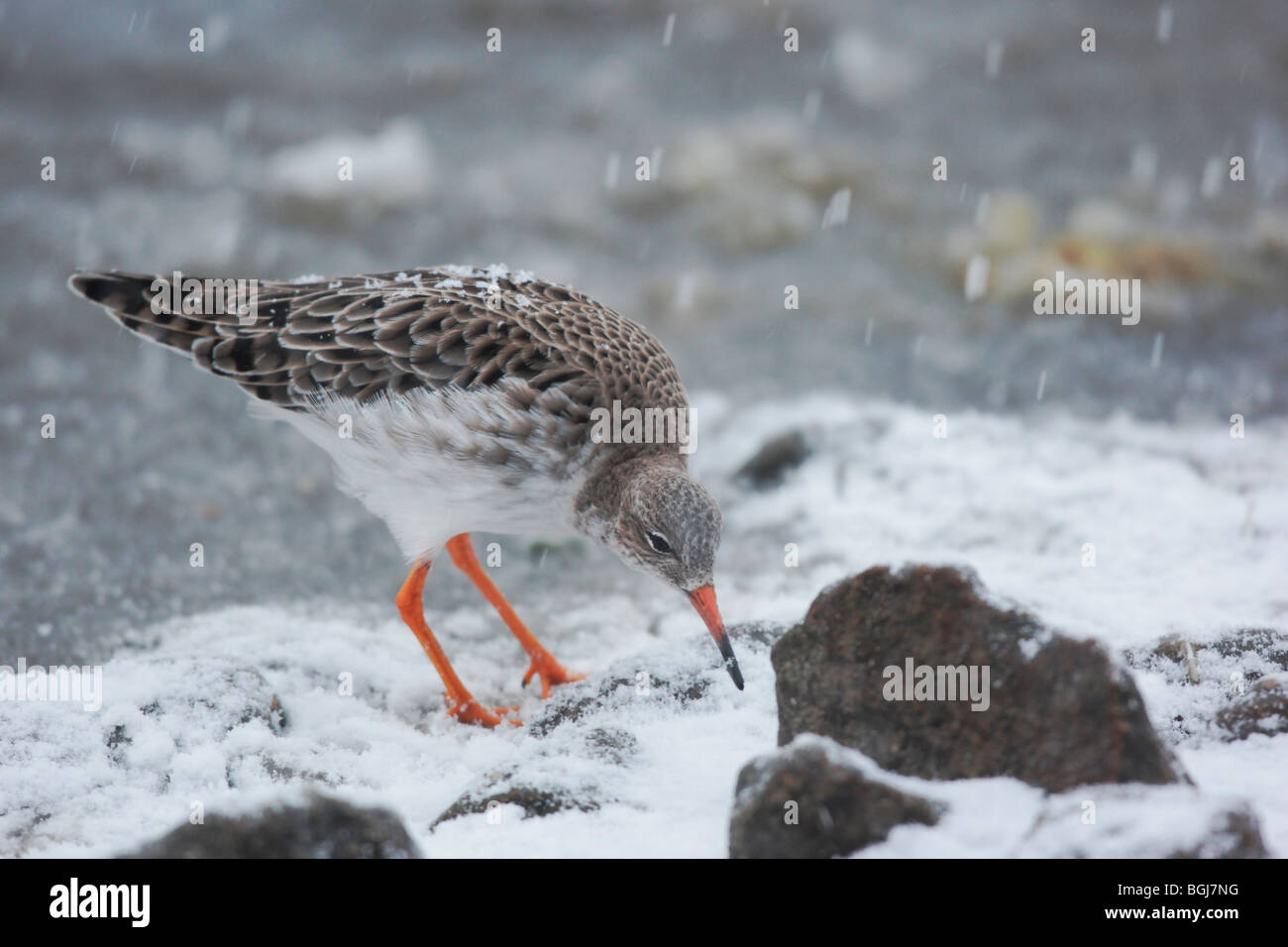 The Ruff Bird Faeder