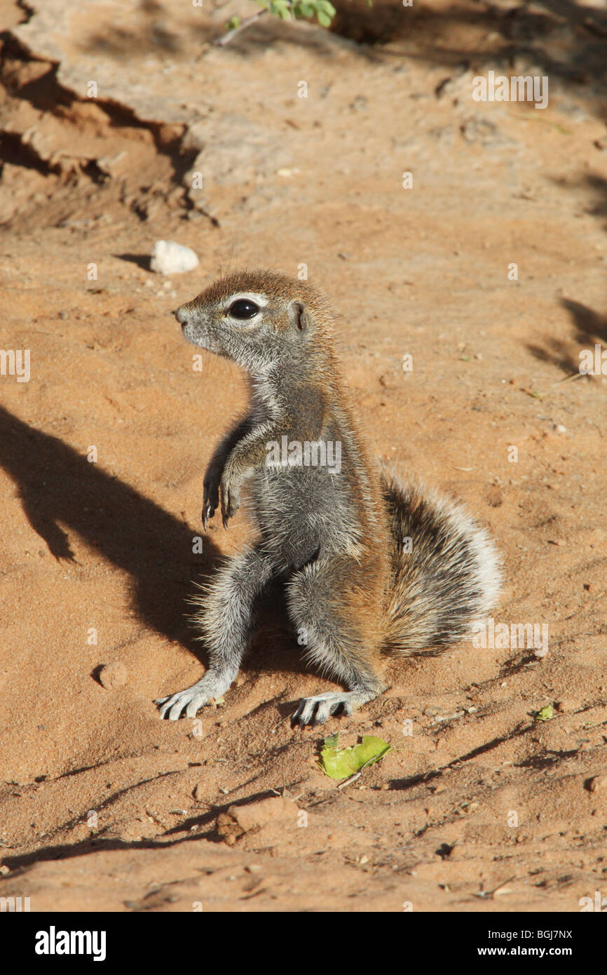 Cape Ground Squirrel - cub / Xerus inauris Stock Photo - Alamy