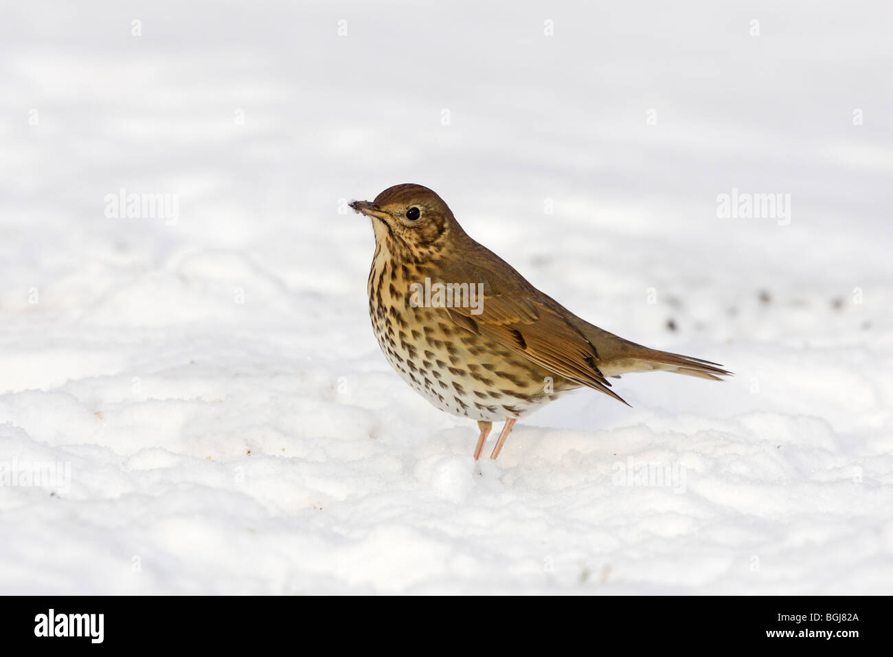 Sonf hi-res stock photography and images - Alamy