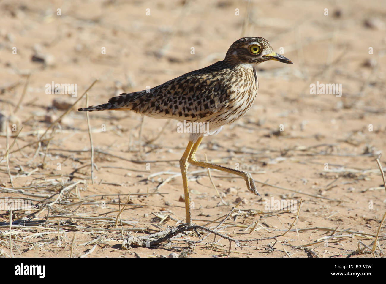 Spotted Thick-knee - walking / Burhinus capensis Stock Photo - Alamy