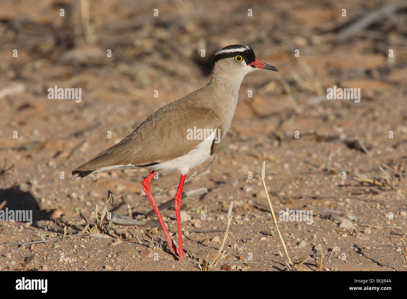 Crowned plover standing hi-res stock photography and images - Alamy