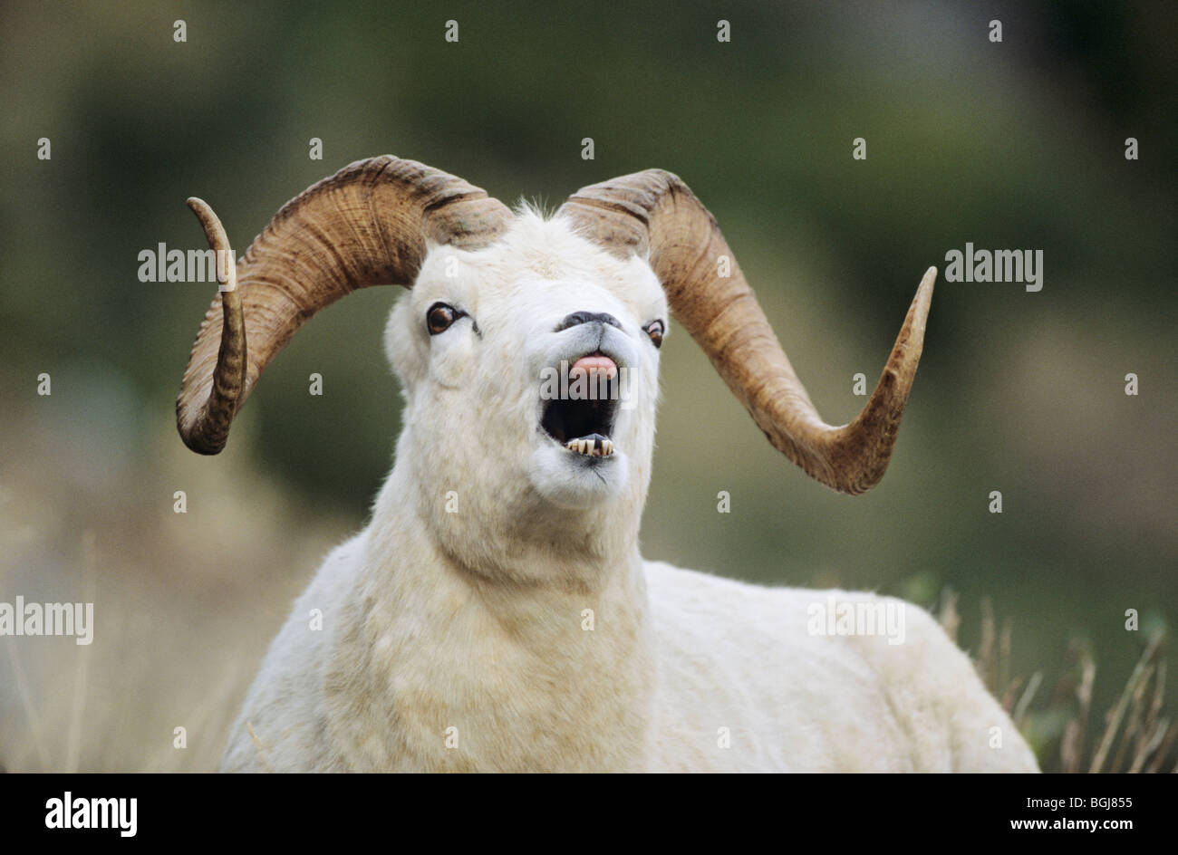 Dall Sheep (male) - bleating / Ovis dalli Stock Photo - Alamy
