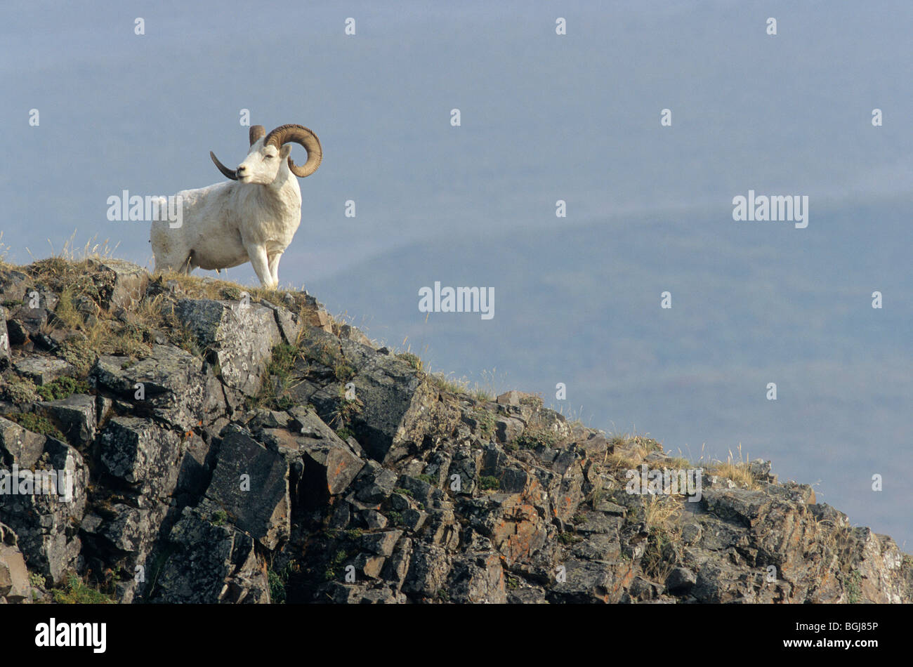 Dall Sheep (male) - standing / Ovis dalli Stock Photo - Alamy