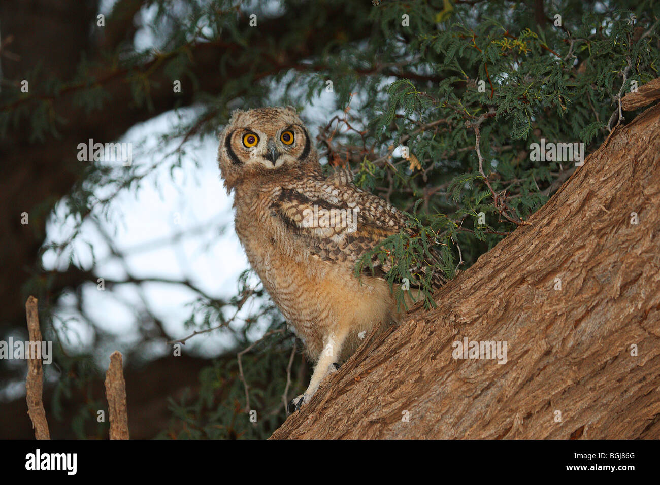 Cape eagle owl bubo capensis hi-res stock photography and images - Alamy