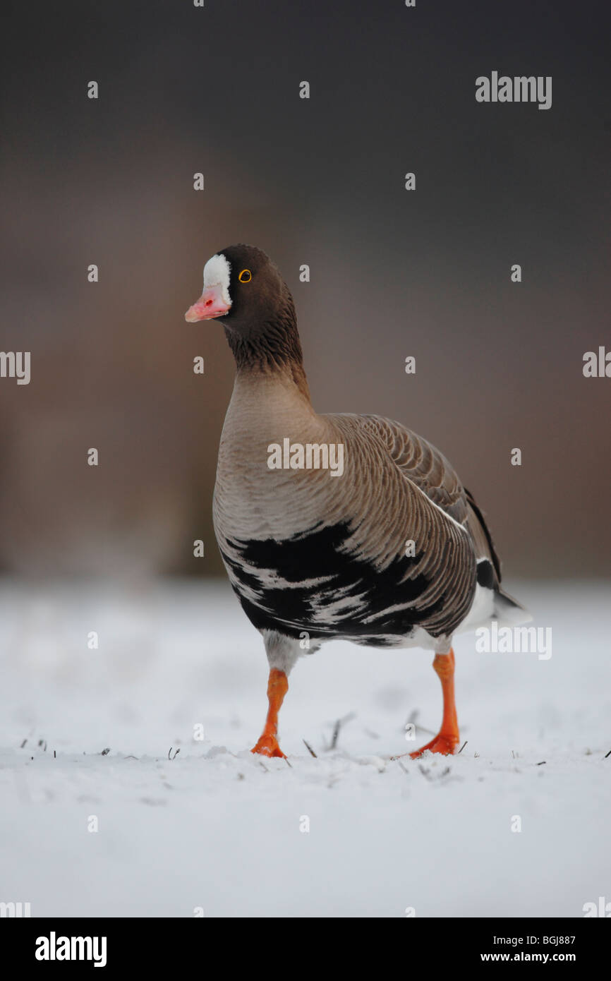 Lesser white-fronted goose, Anser erythropus, a single captive bird ...