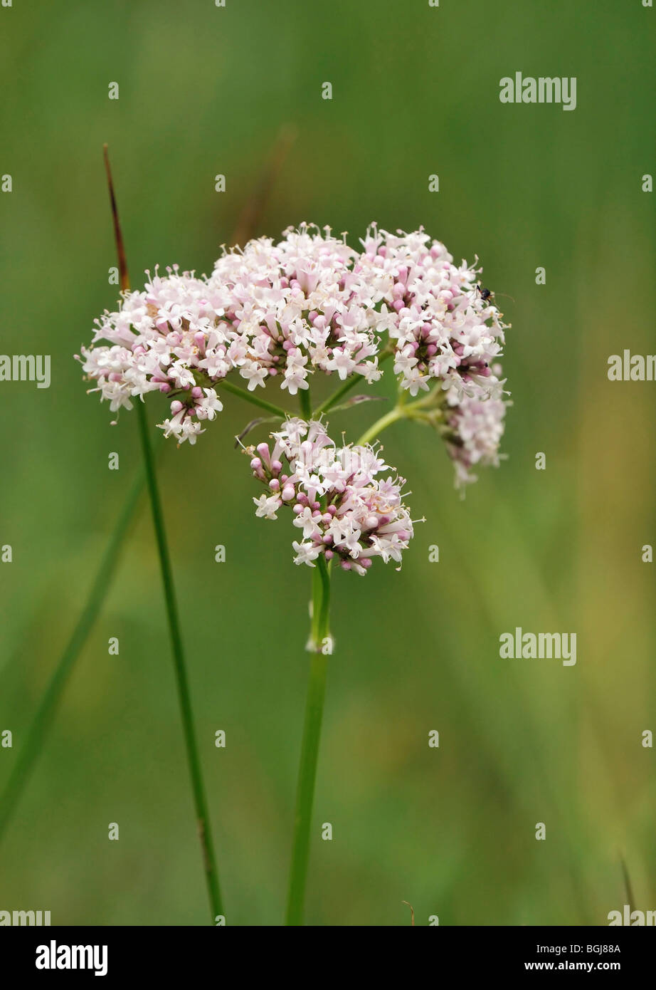 Common Valerian - Valeriana officinalis Stock Photo - Alamy