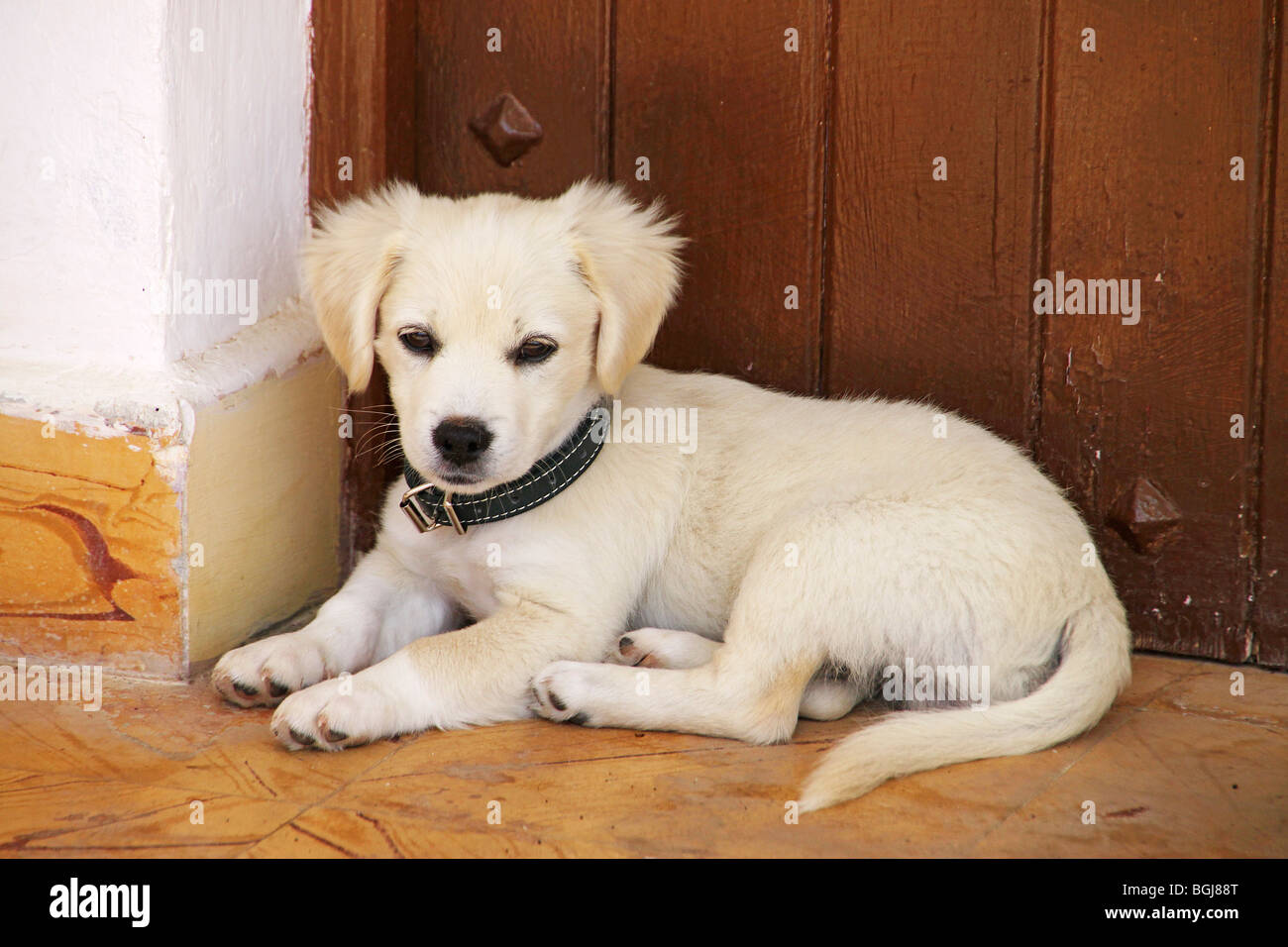 Dog lying in front of front door hi-res stock photography and images ...
