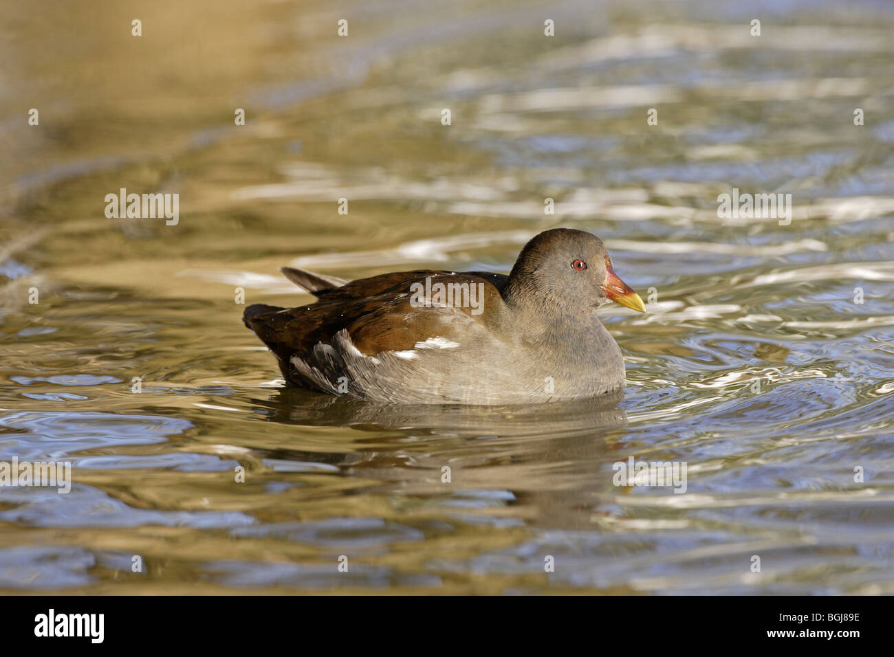 Juvenile common moorhen gallinula chloropus hi-res stock photography ...