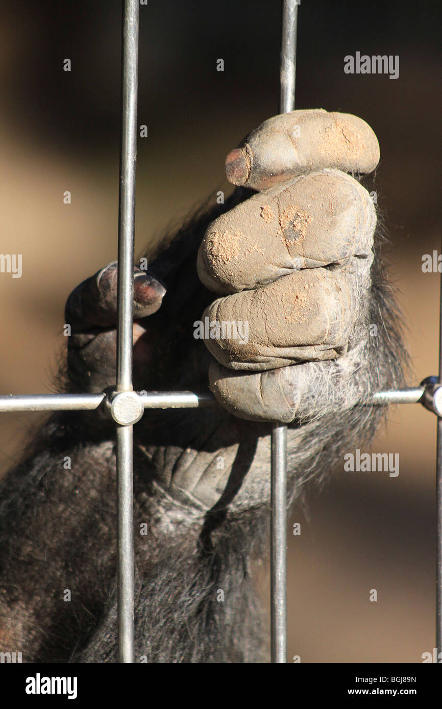 chimpanzee - hand at bars Stock Photo - Alamy