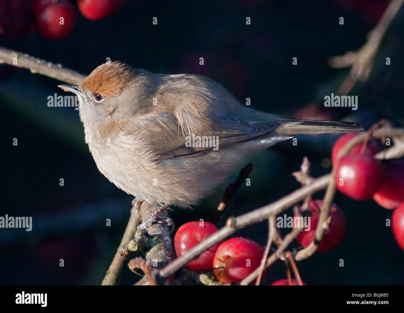 Female Blackcap (sylvia atricapilla) feeding on Malus Red Sentinel ...