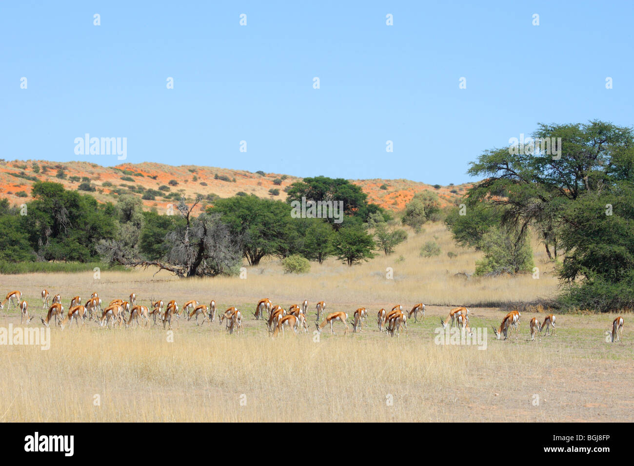 springboks - herd on meadow / Antidorcas marsupialis Stock Photo - Alamy