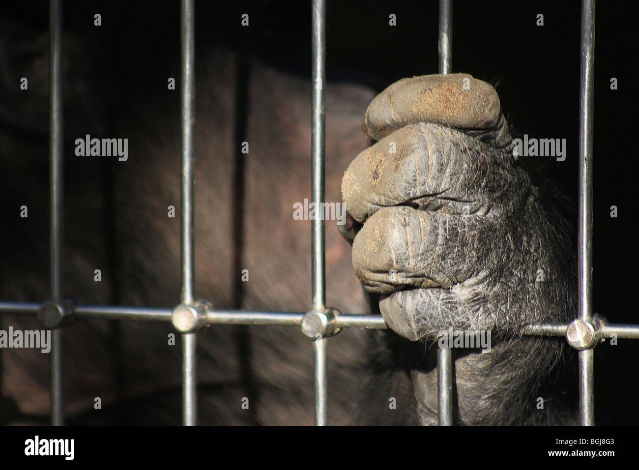 chimpanzee - hand at bars Stock Photo - Alamy