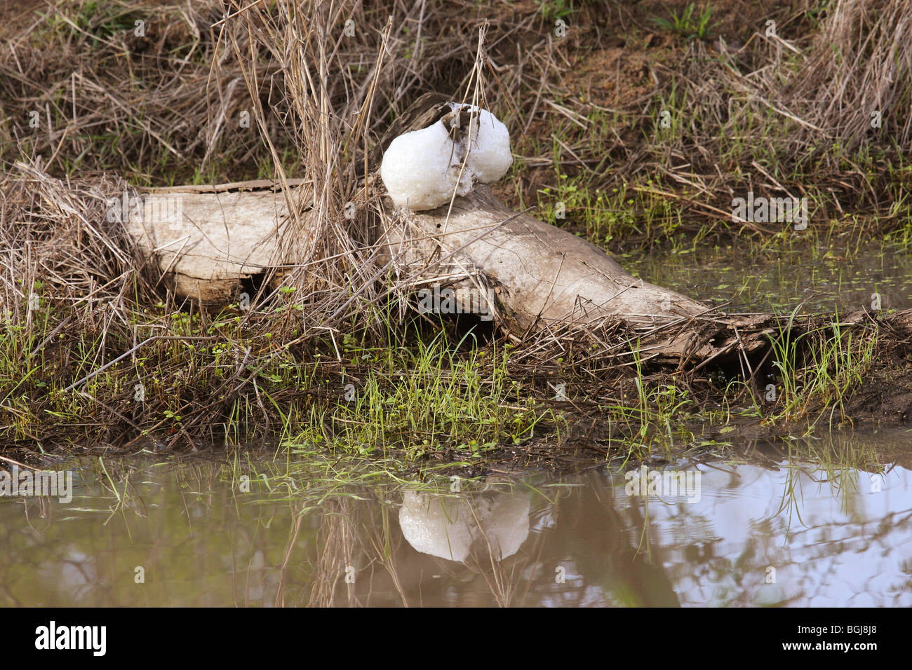 Foam frogs hi-res stock photography and images - Alamy