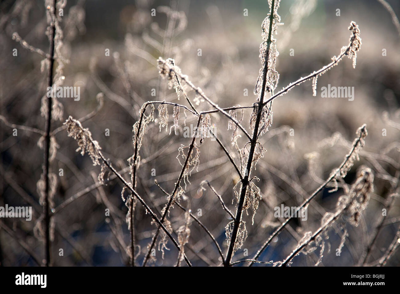 Plant with frost, Ireland Stock Photo - Alamy