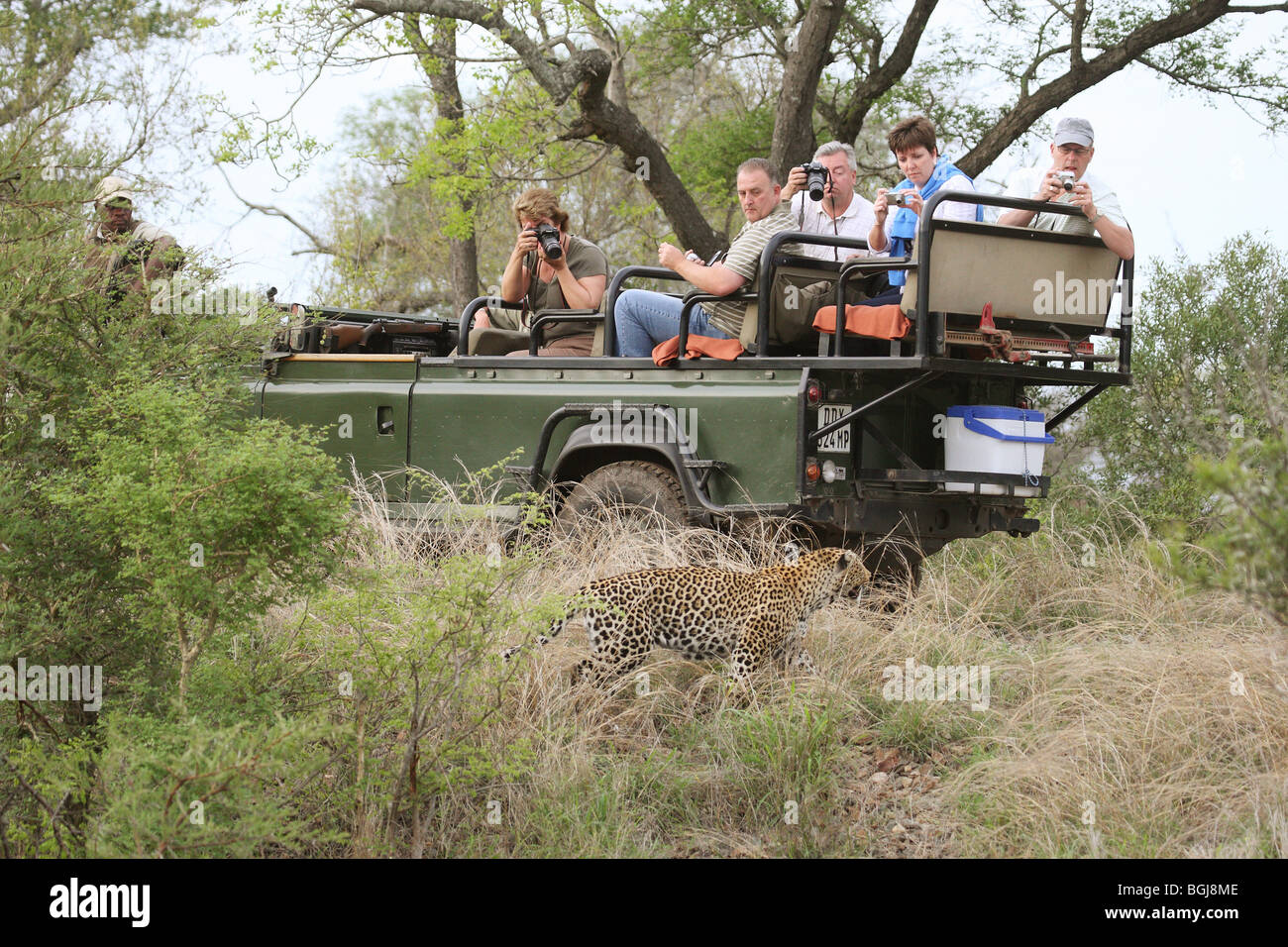 Leopard kruger car hi-res stock photography and images - Alamy