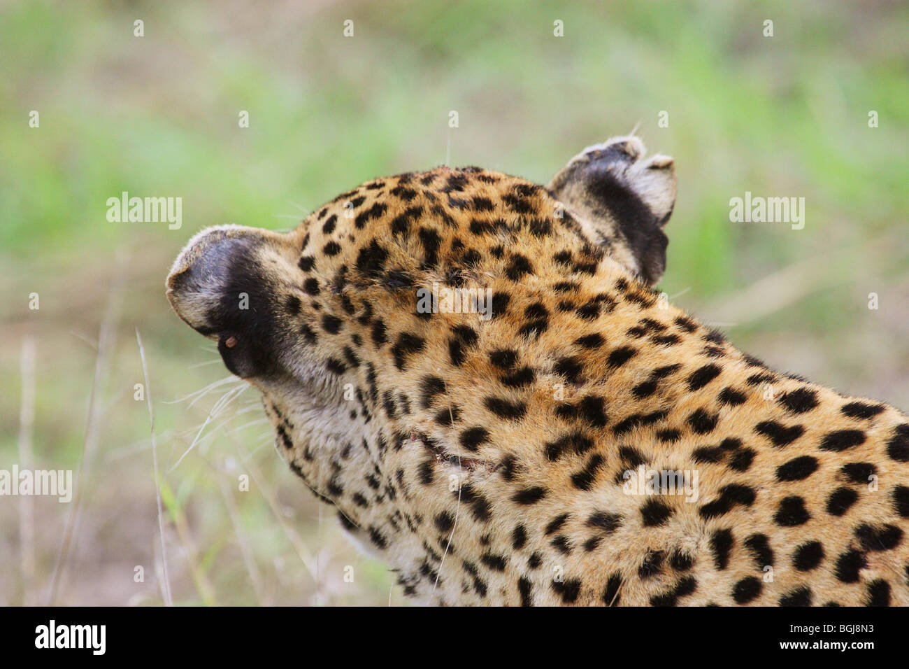 Leopard back hi-res stock photography and images - Alamy