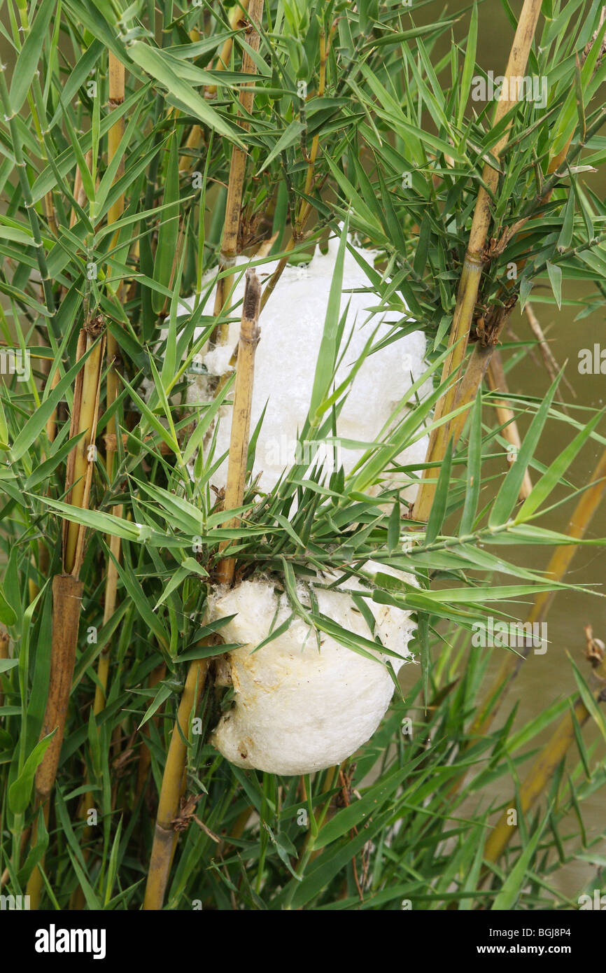 Foam nest frog hi-res stock photography and images - Alamy