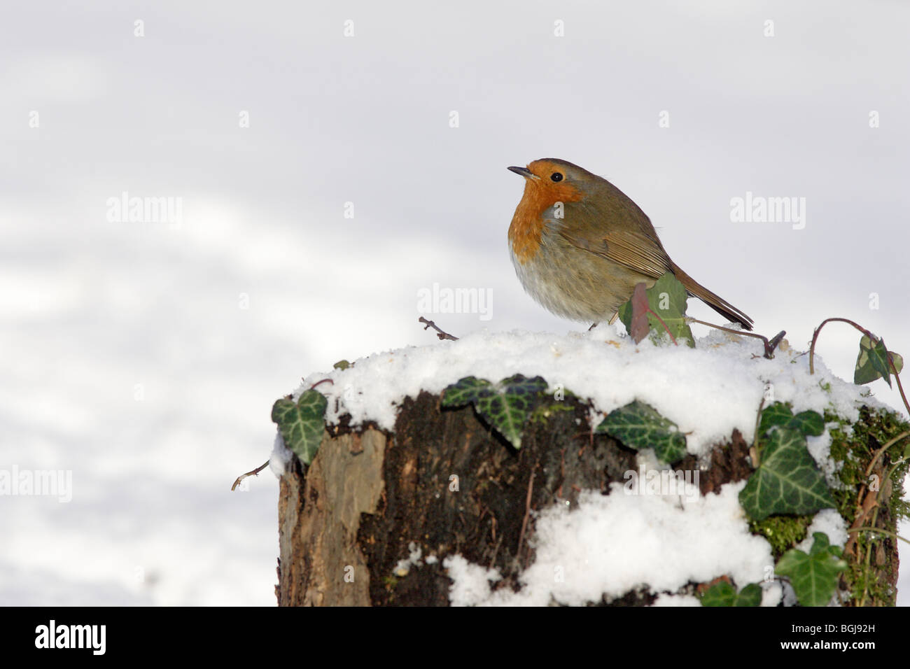 European Robin on Snow and Ivy Stock Photo - Alamy