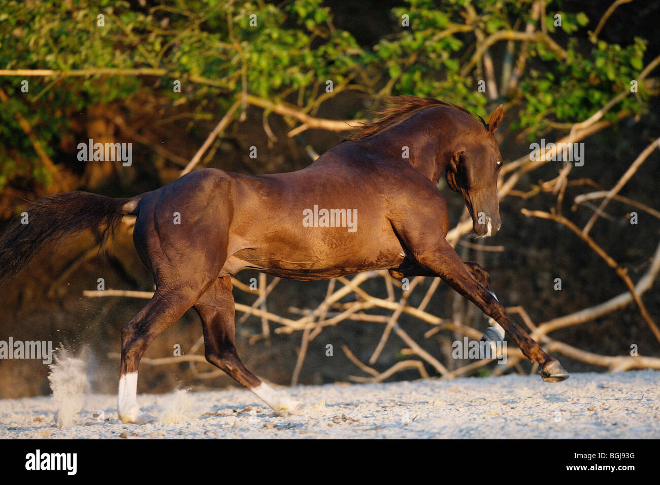 Akhal-Teke horse - galloping in sand Stock Photo - Alamy