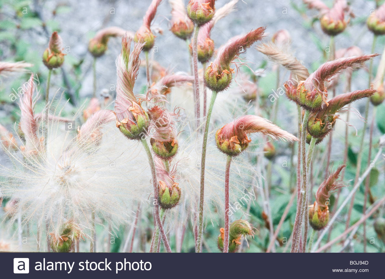 Alaska. Wrangell St Elias NP. Seed heads of yellow Dryas ( Dryas Stock ...