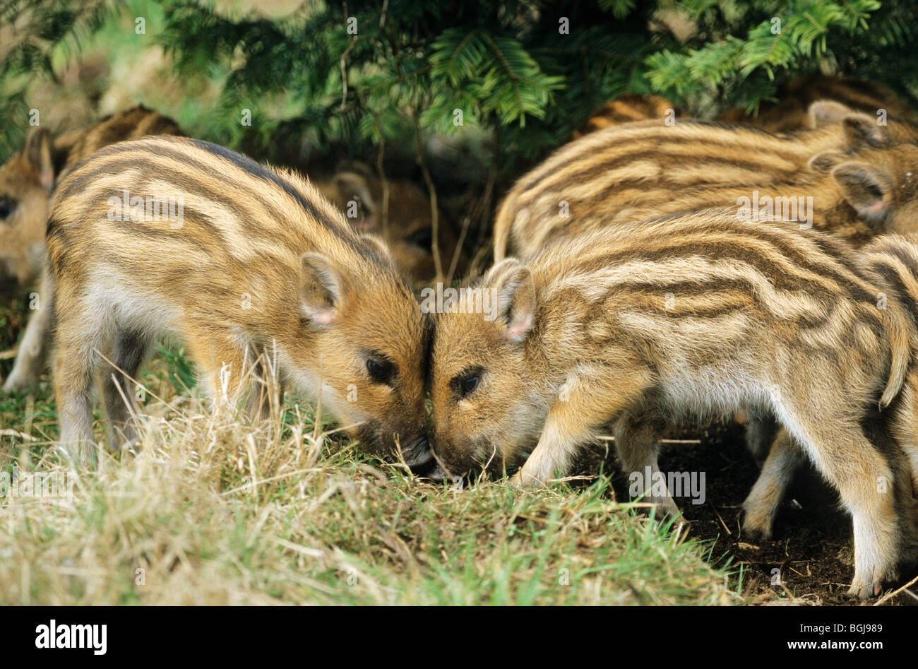 Wild Boar (Sus srofa). Two squeakers feeding Stock Photo - Alamy