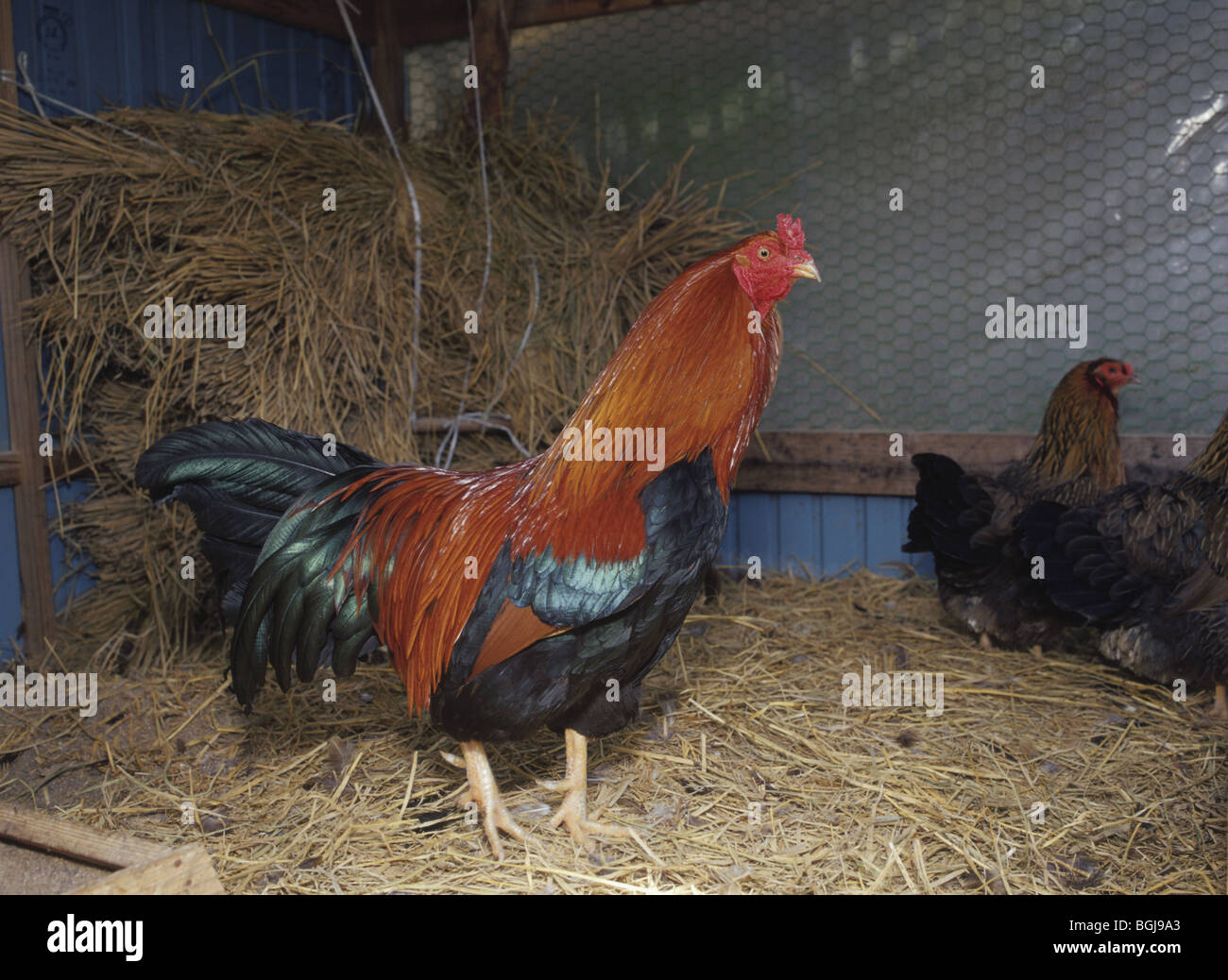 Hens in coup hi-res stock photography and images - Alamy