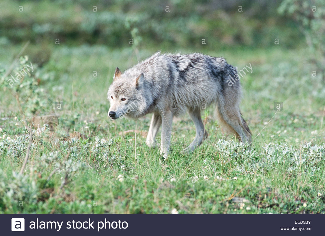 Lone Wolf Stock Photos & Lone Wolf Stock Images - Alamy