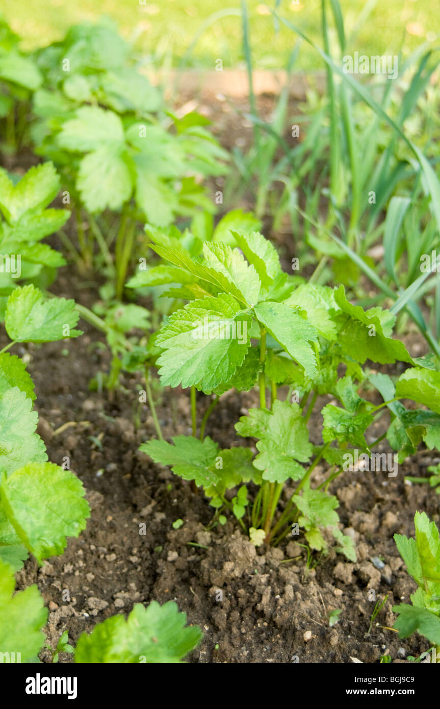 Garden Parsnip Stock Photos & Garden Parsnip Stock Images - Alamy