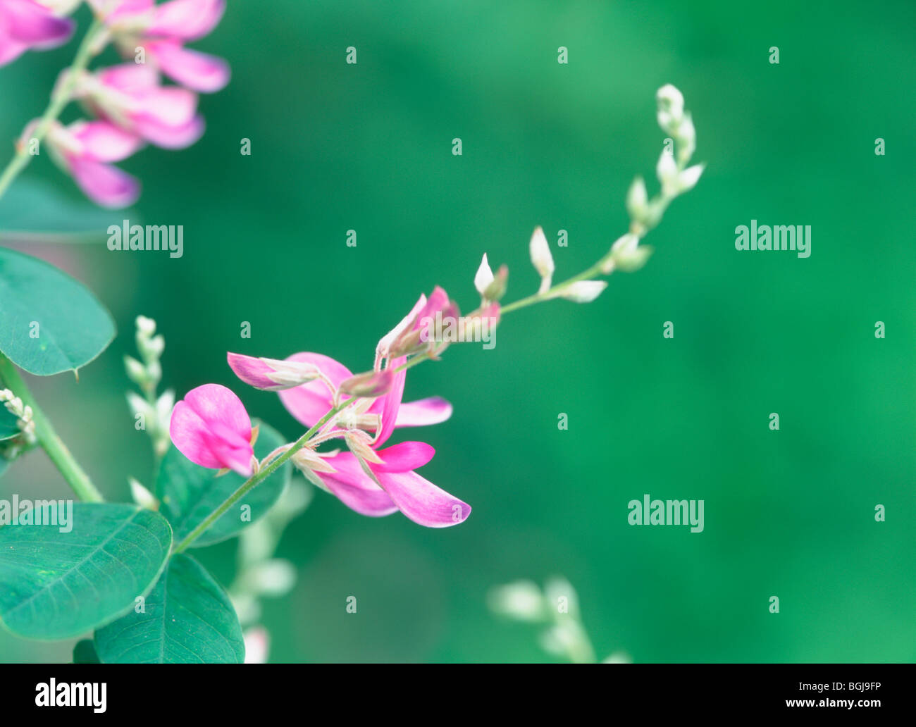 Bush clover Yaita Tochigi Prefecture Japan Stock Photo - Alamy