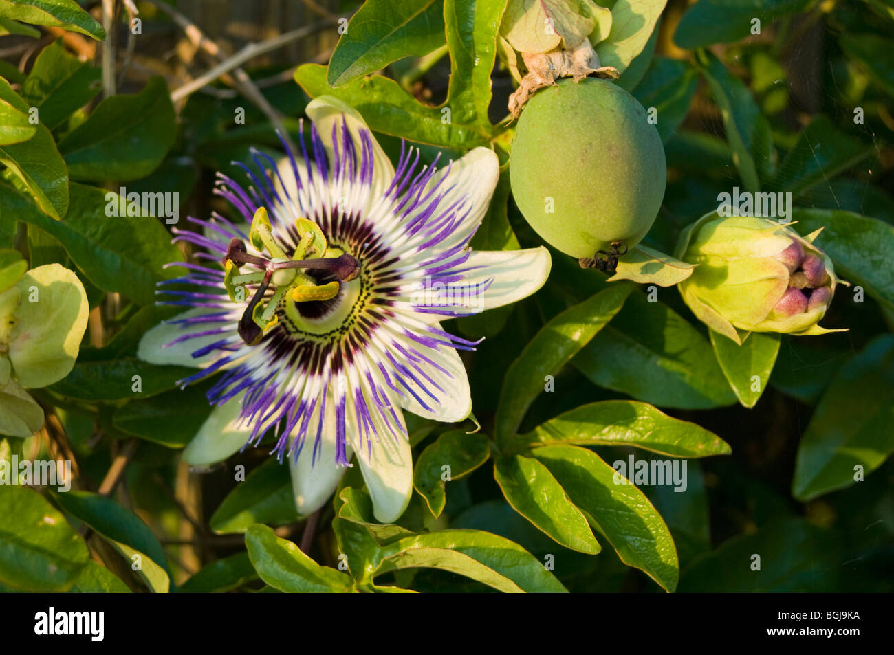 Apostles flower hi-res stock photography and images - Alamy