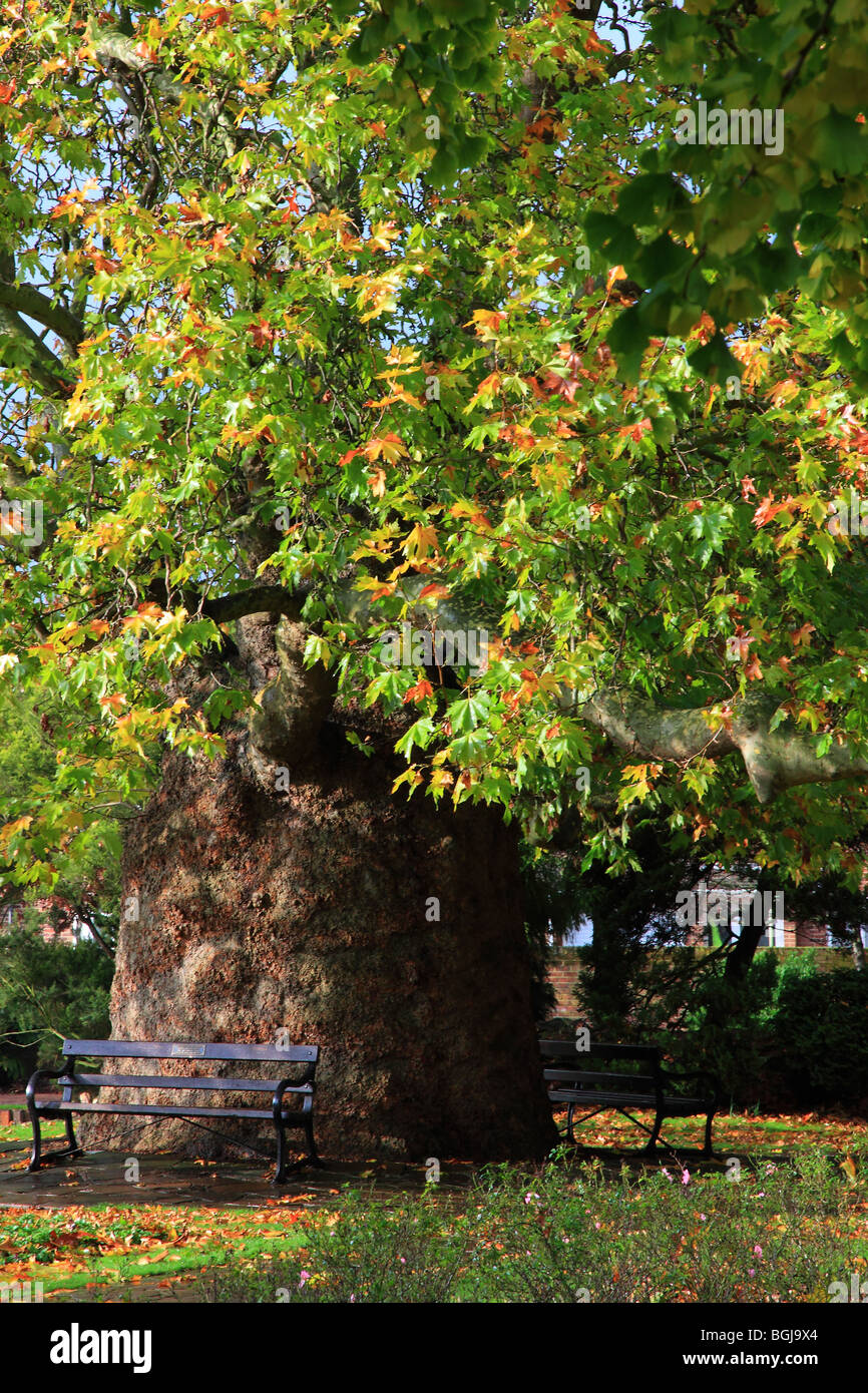Oriental plane tree hi-res stock photography and images - Alamy
