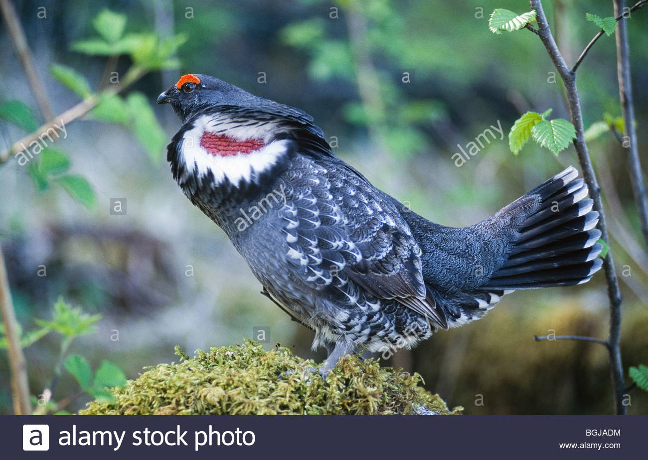 Blue Grouse Stock Photos & Blue Grouse Stock Images - Alamy
